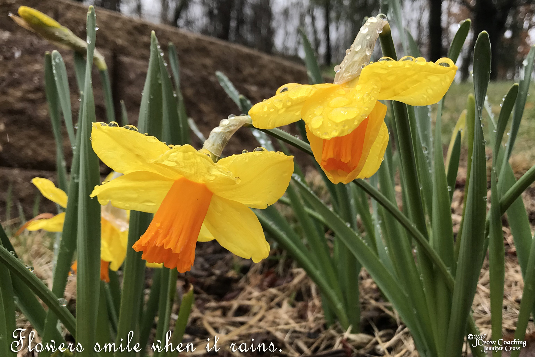 365 Grateful: Spring, Rain, and Daffodils – JCrow Coaching
